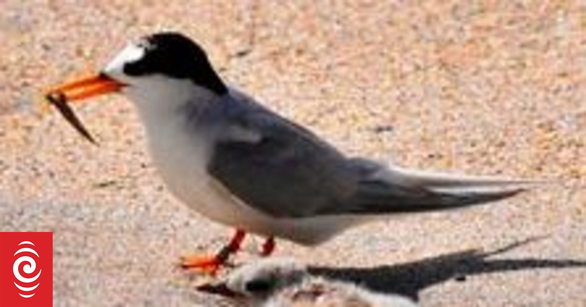 Tough season for rare fairy tern | RNZ News