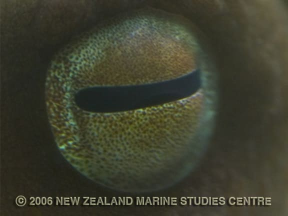 The secret life of the octopus | RNZ