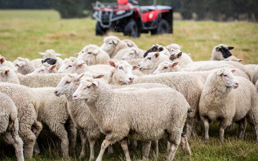 Ratio of sheep to people drops below five to one for first time in 170 ...