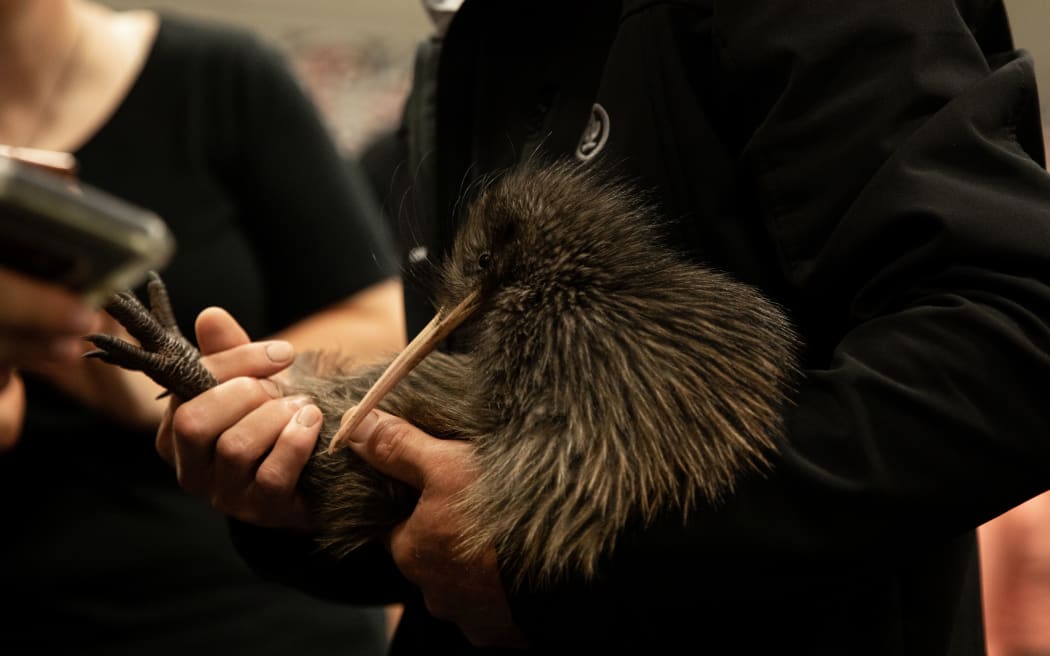 Fifty kiwi set to be released into the hills of Wellington | RNZ News