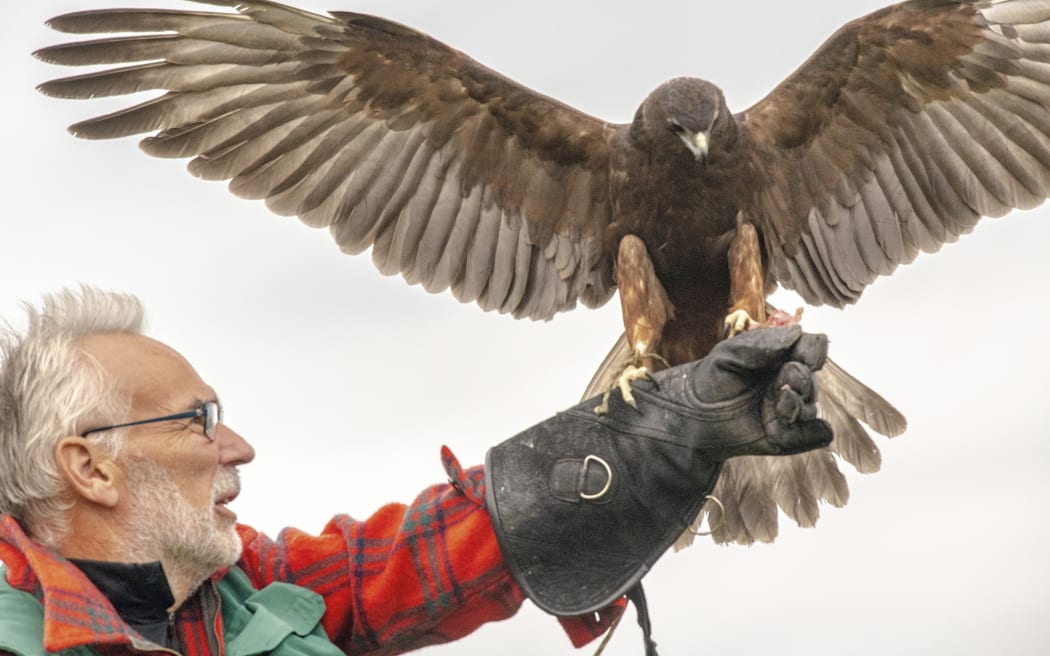 Raptor experience to open up in Timaru, showcasing local wildlife | RNZ