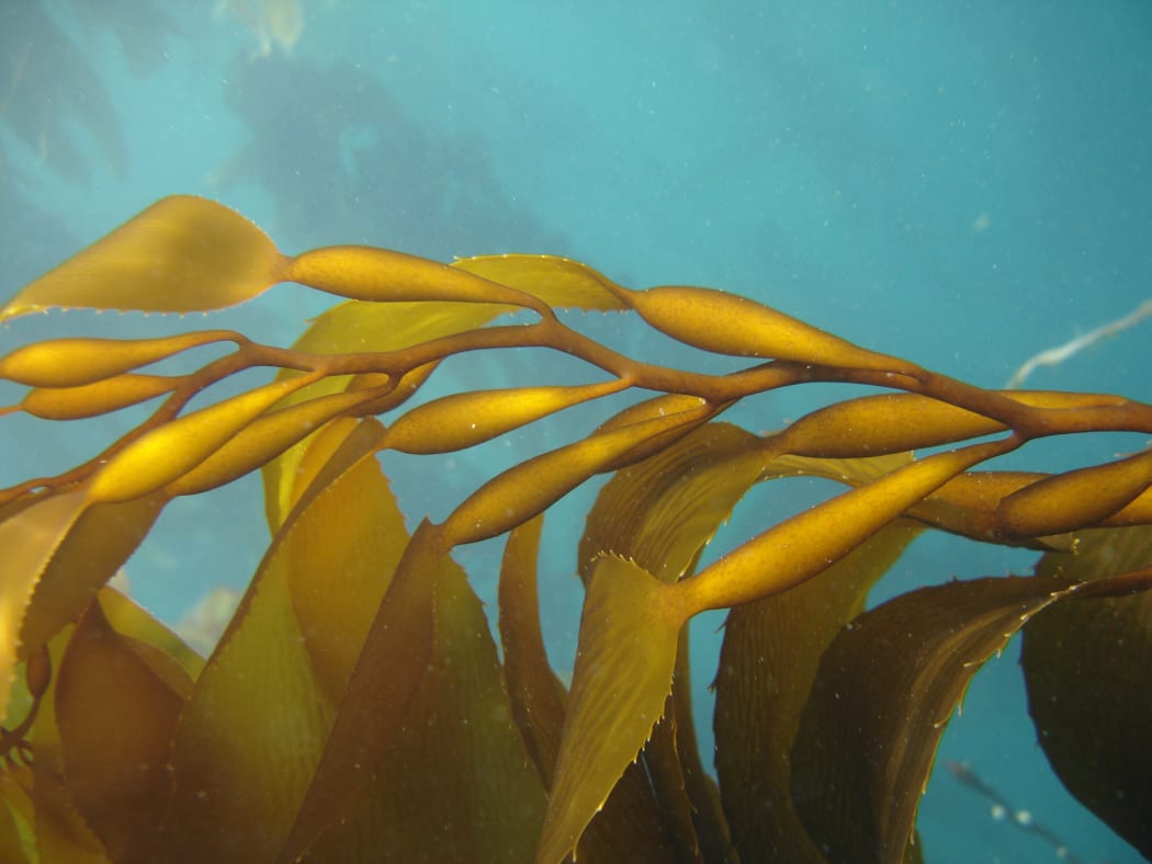 Critter of the Week The Giant Bladder Kelp | RNZ
