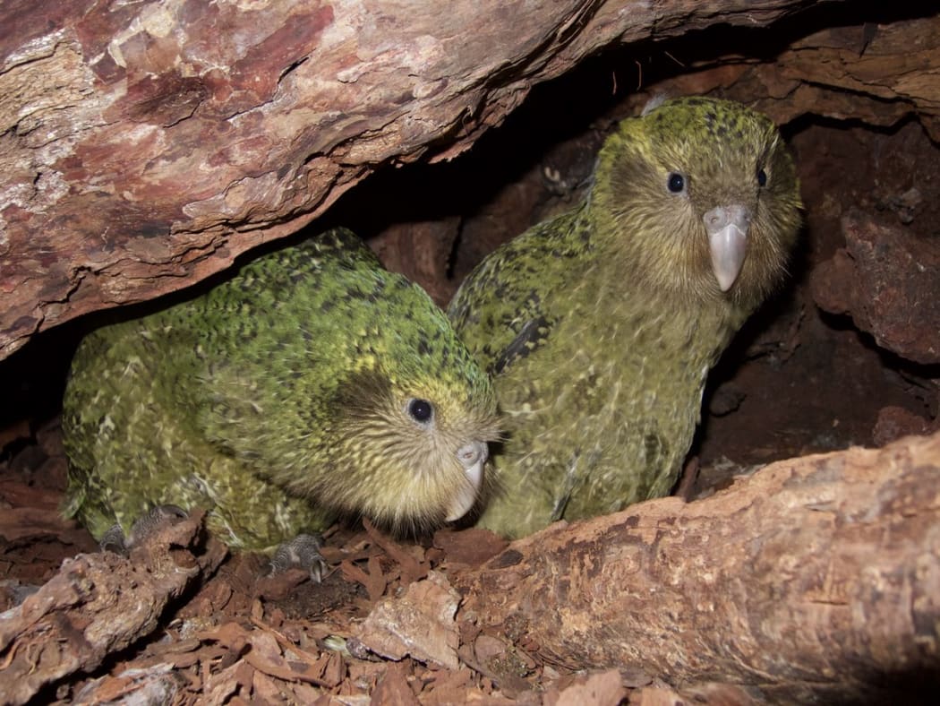Kākāpō population at its highest in almost 50 years | RNZ News