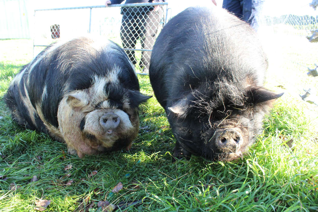 Jenny and Craig - two not so little pigs! | RNZ