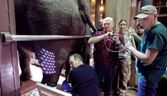 The Non-Human Rights Project | A Gallery from Afternoons | RNZ National