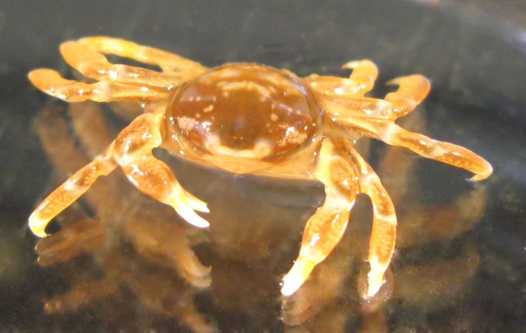 Critter of the Week The New Zealand pea crab | RNZ