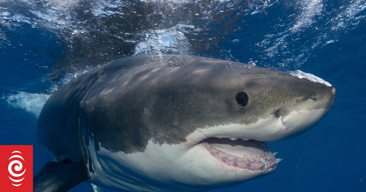 Africa correspondent Deborah Patta - disappearing great white sharks | RNZ