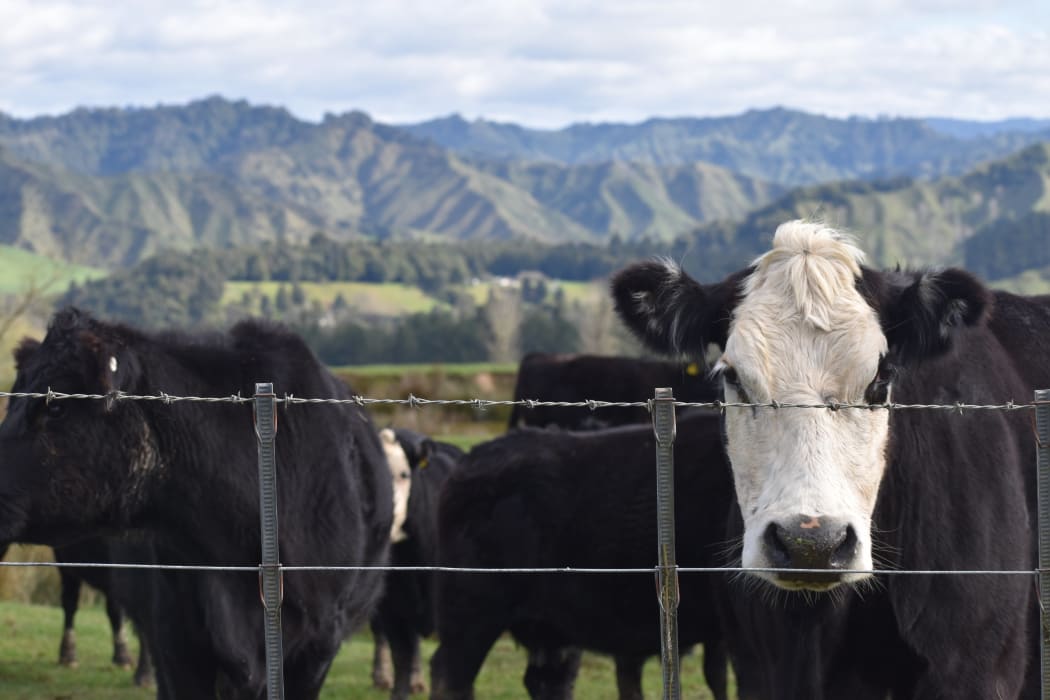 On the Farm - a weekly wrap of farming conditions around NZ | RNZ