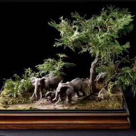 How the art of bonsai made this YouTuber famous | RNZ