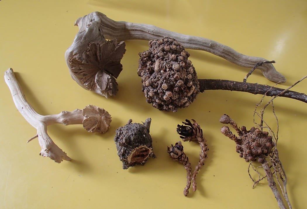 Pua o te Rēinga - return of the Flower of the Underworld | RNZ