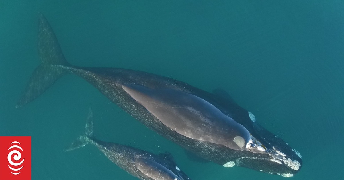 Citizen science vital for Tohorā survival | RNZ