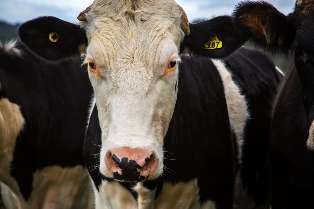 Animal welfare assurance wanted for Chinese cow shipment | RNZ