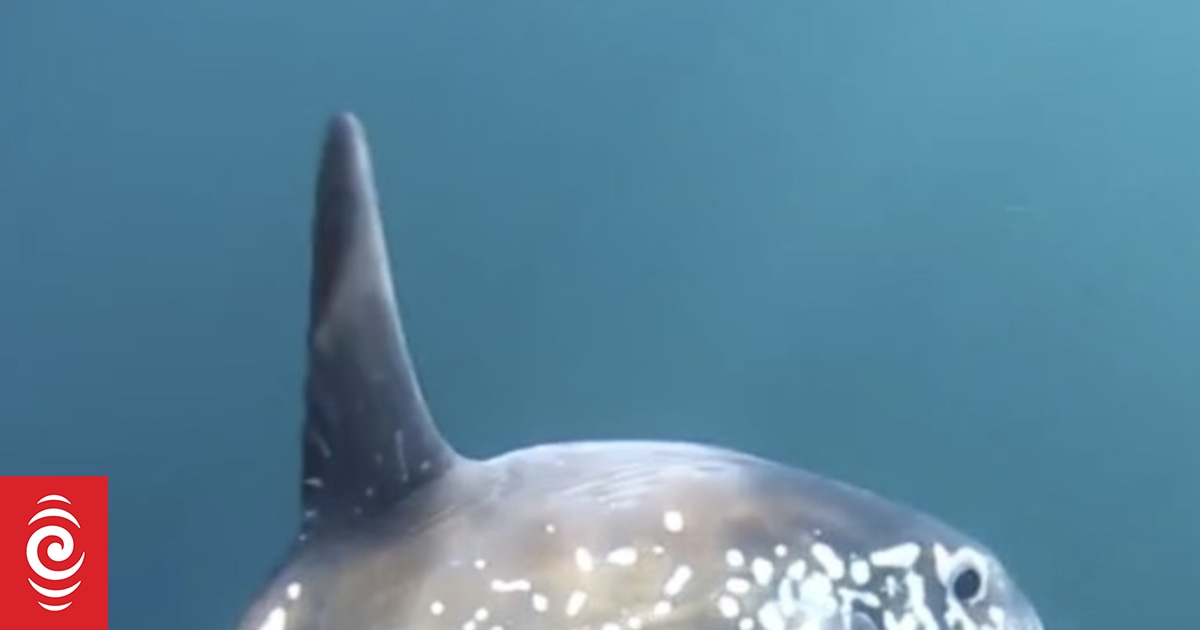 Critter of the Week: The Hoodwinker Sunfish | RNZ