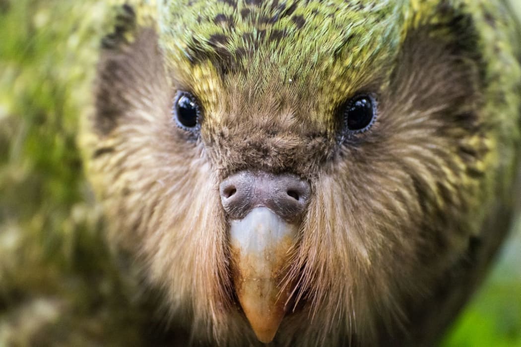 Kākāpō - night parrot | RNZ
