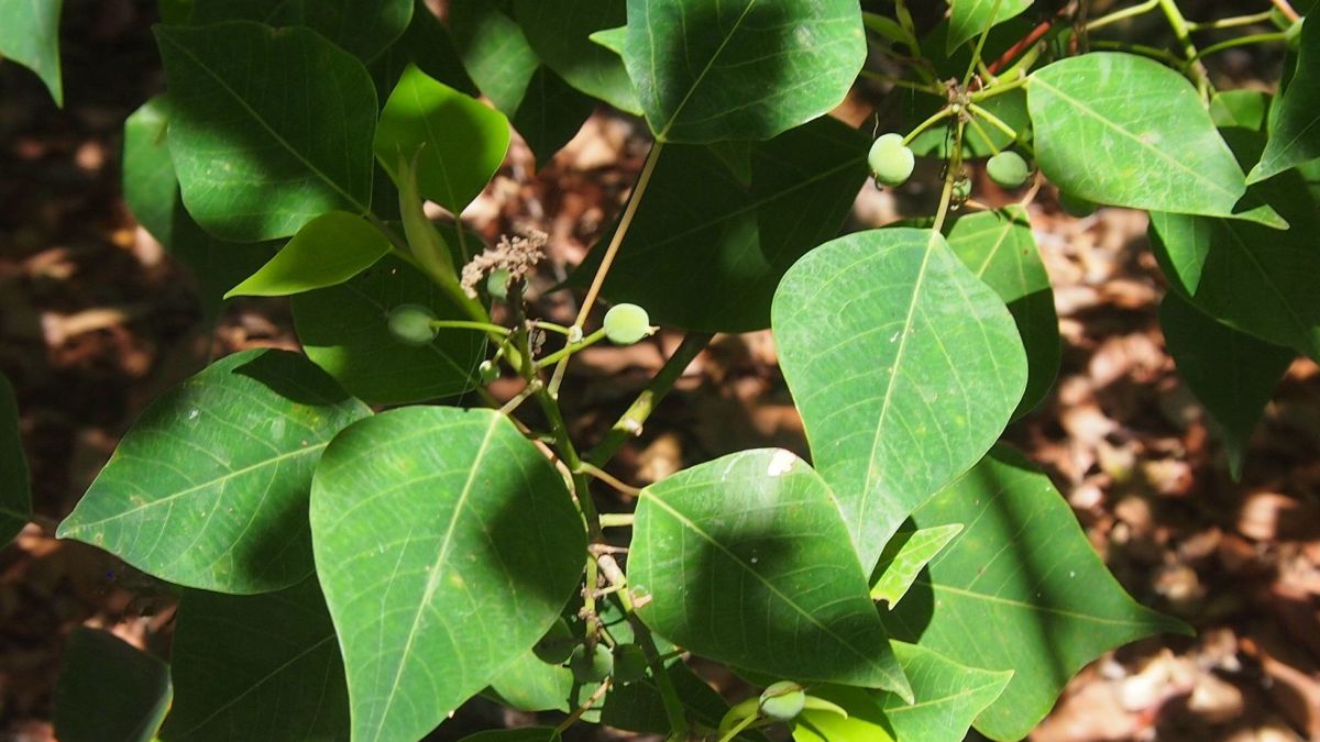 Healing properties of Samoan plants verified | RNZ News