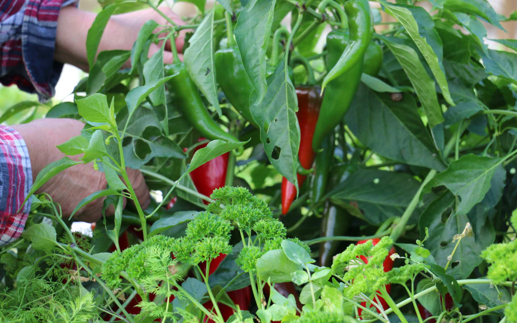 A green fingered grower with tunnel vision | RNZ
