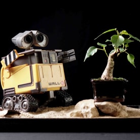 How the art of bonsai made this YouTuber famous | RNZ