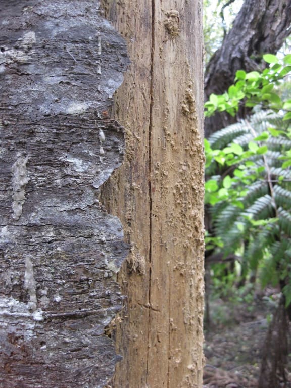 Kauri dieback | A Gallery from Nights with Karyn Hay | RNZ National