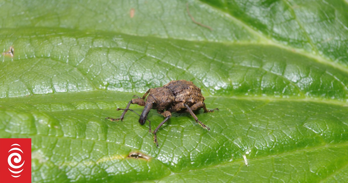 Critter of the Week: Giant Knobbled Weevil | RNZ