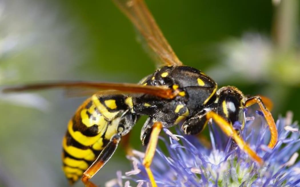 War on wasps in Abel Tasman | RNZ News