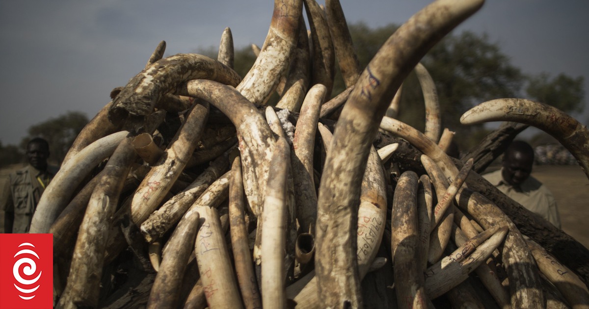 Africa: Zimbabwe wants money for ivory stockpile | RNZ