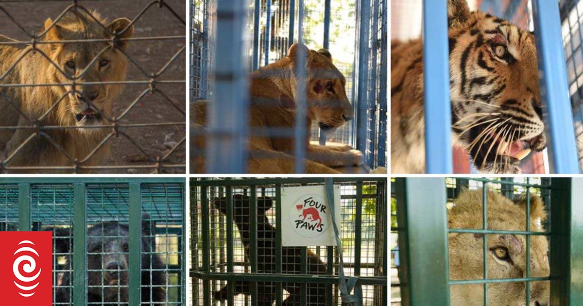 NZer helps evacuate zoo animals from Aleppo | RNZ