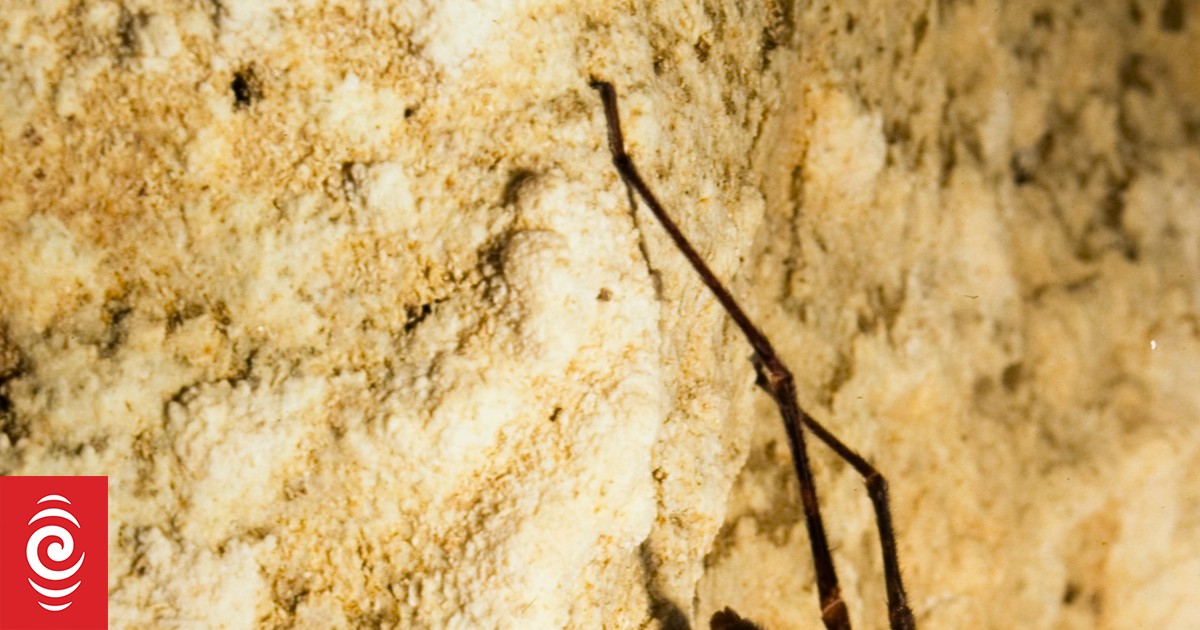 Critter Of The Week | RNZ