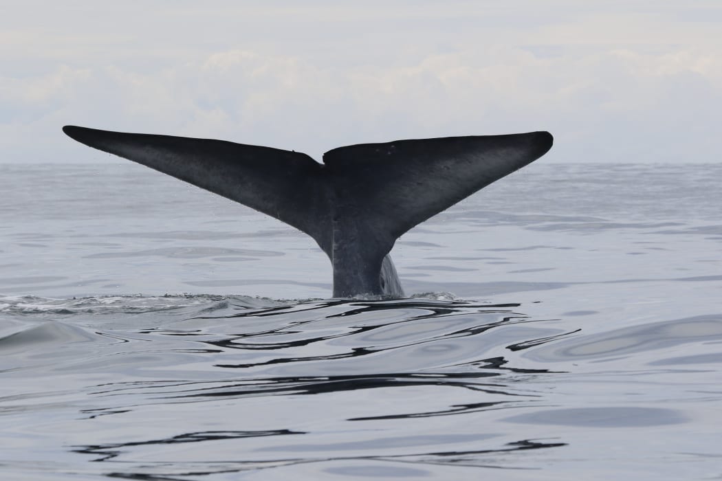 Complex link between whales, krill and temperatures discovered | RNZ News