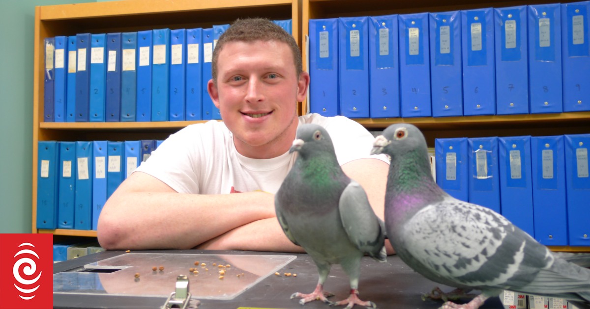 Testing cognitive abilities of pigeons in a free-range environment. | RNZ