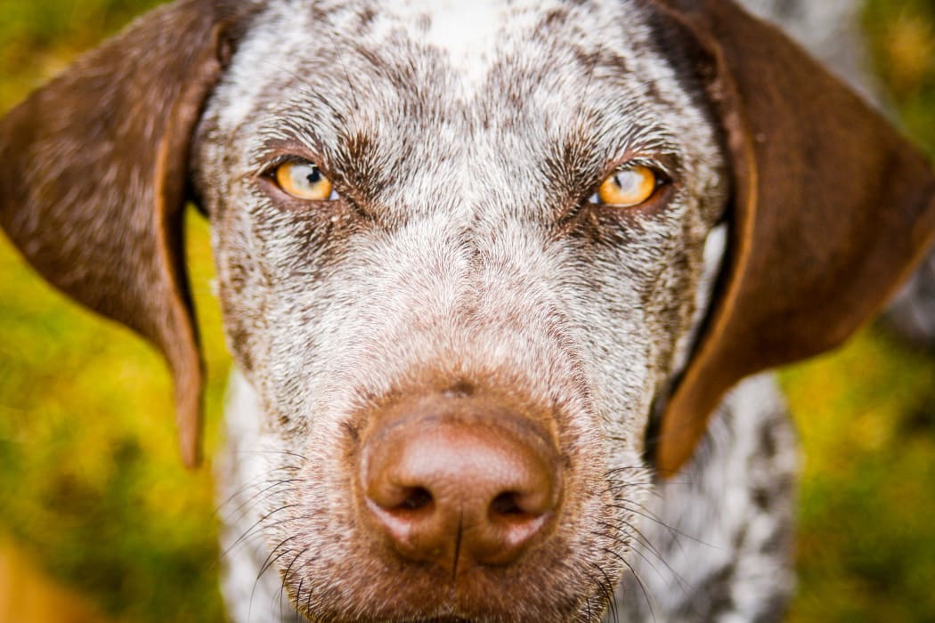 Auckland dogs to change colour | RNZ News
