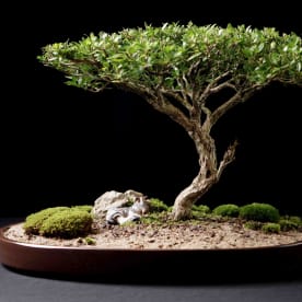 How the art of bonsai made this YouTuber famous | RNZ