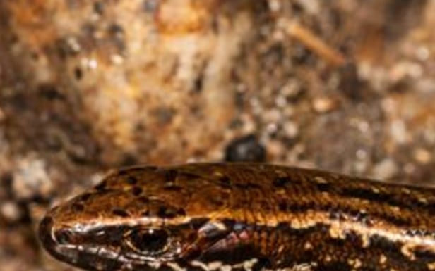 Critter of the Week | RNZ