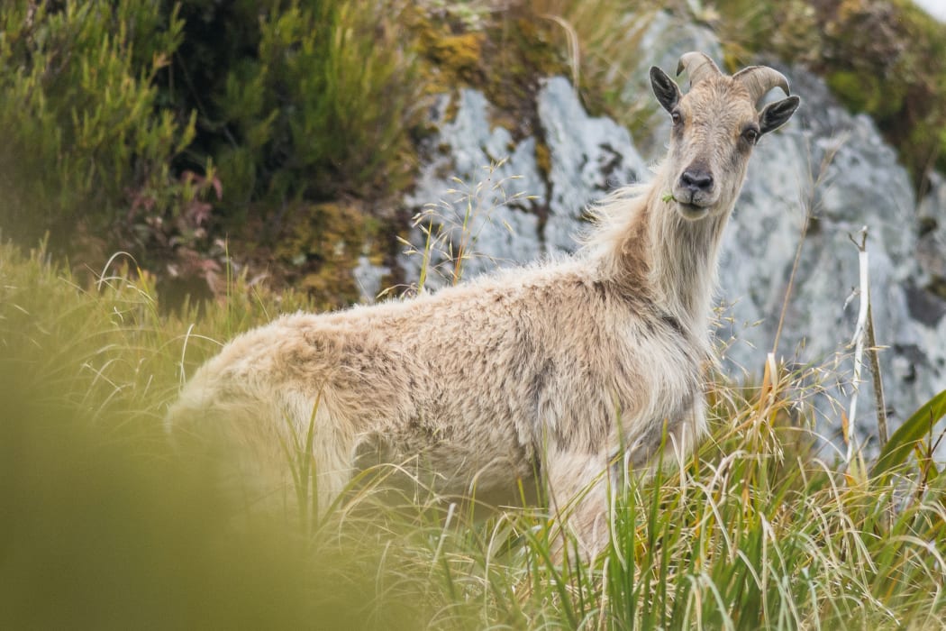 The fierce battle over Himalayan Tahr | RNZ