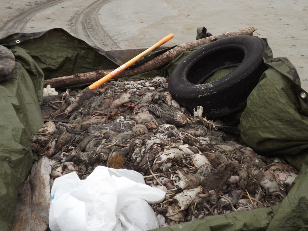 Dead rats washed up on beaches to be sent for toxicology testing | RNZ News