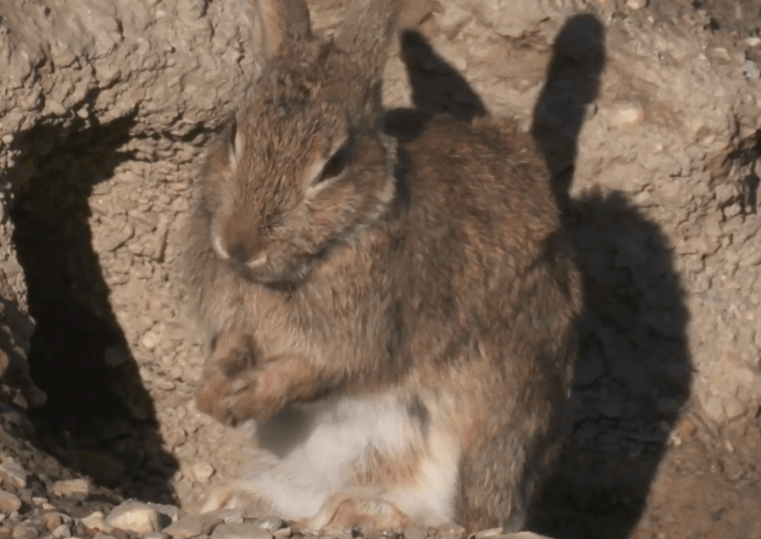 A rabbit plague on Te Waipounamu | RNZ