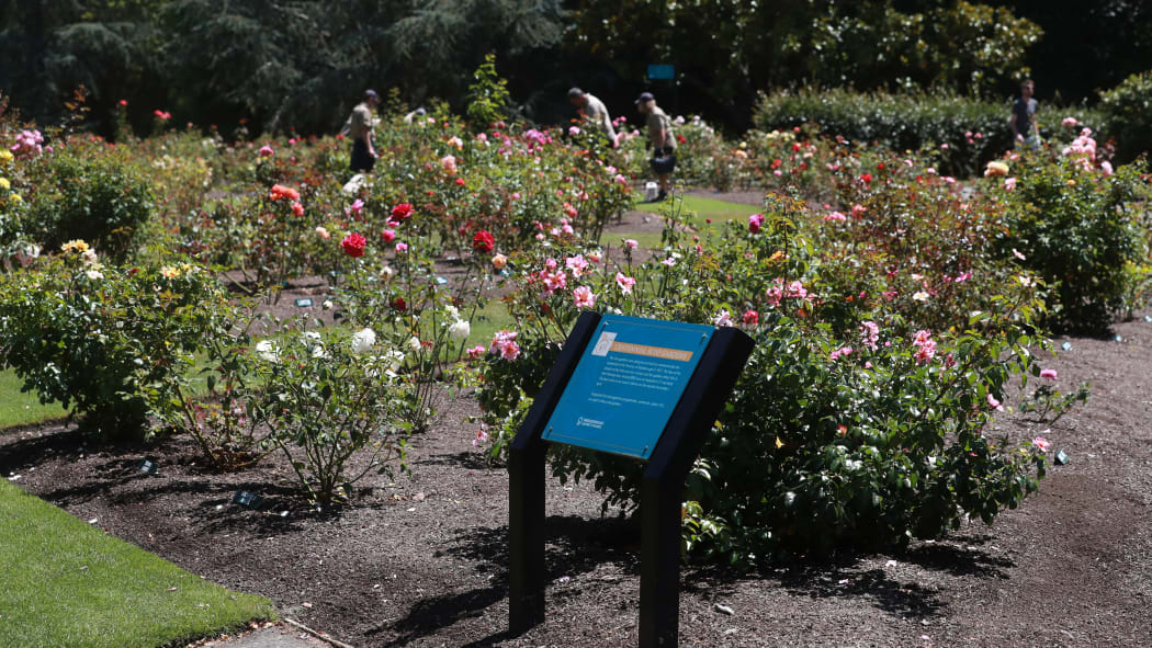 Who could be behind the disappearing roses at Blenheim’s Pollard Park ...