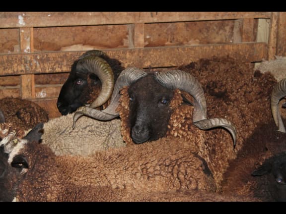 Exotic Sheep Expo, Wimbledon | A Gallery from Country Life | RNZ National