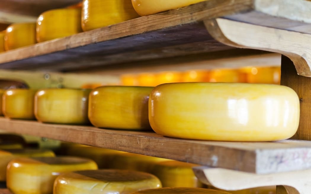 What cheese can teach us about human evolution | RNZ