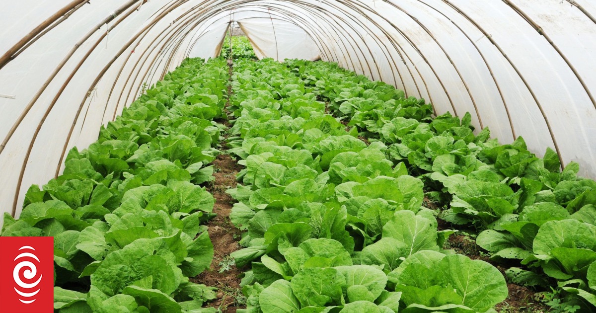 Samoa push for youth employment in organic farming | RNZ News