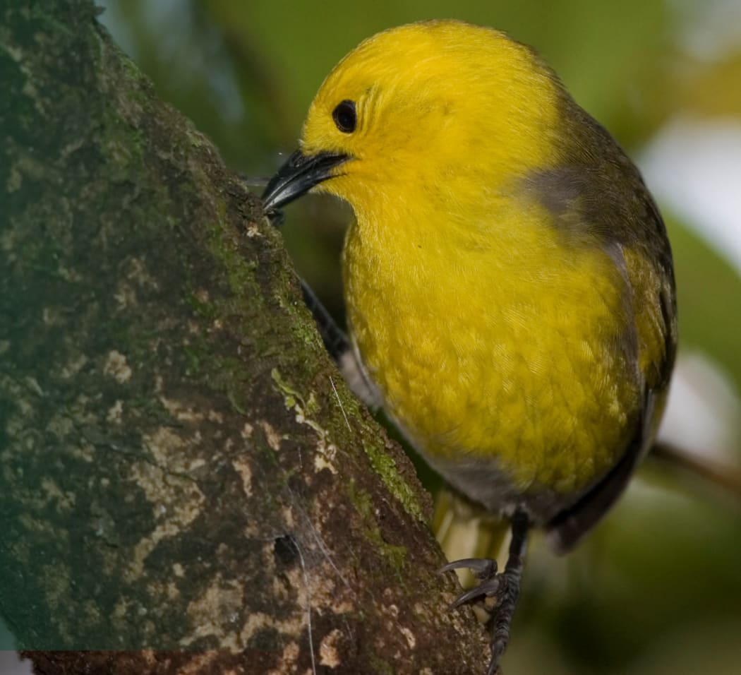 DOC's 2023 national predator eradication work to focus on West Coast ...