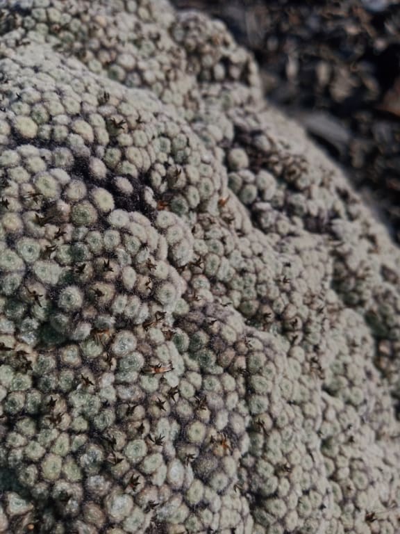 Critter of the Week: The Vegetable Sheep | RNZ