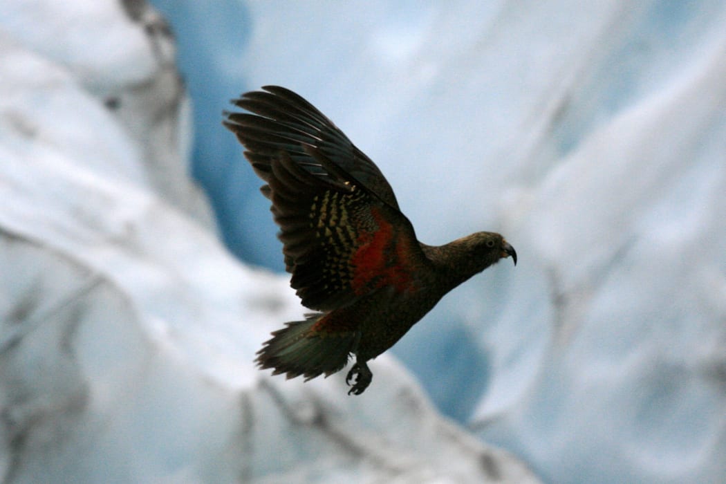 Rising kea deaths in Southern Alps at centre of research | RNZ News