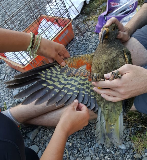 Kea get a helping hand | RNZ