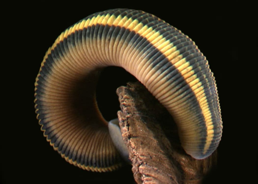 Afternoons for Friday 18 June 2021 Afternoons | RNZ