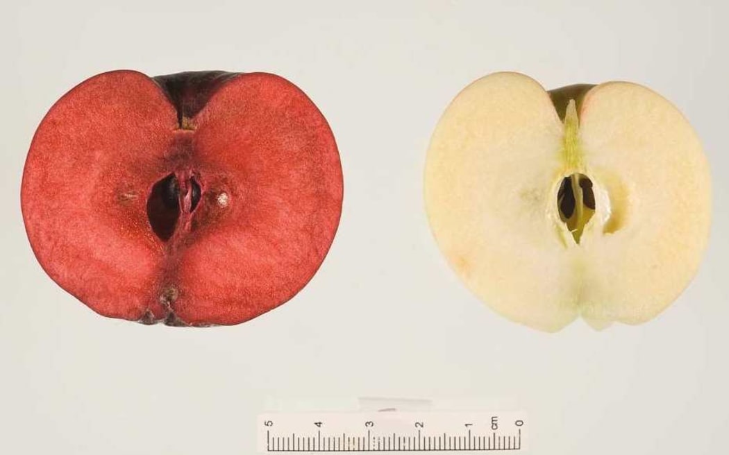 Has the time come for Genetic Modification? | RNZ