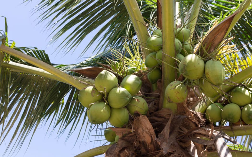 Pacific Week of Agriculture: Coconut industry booming | RNZ News