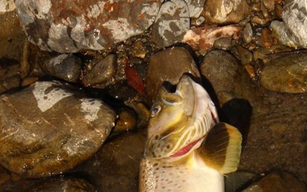 Fish dying thanks to unusually hot summer | RNZ News