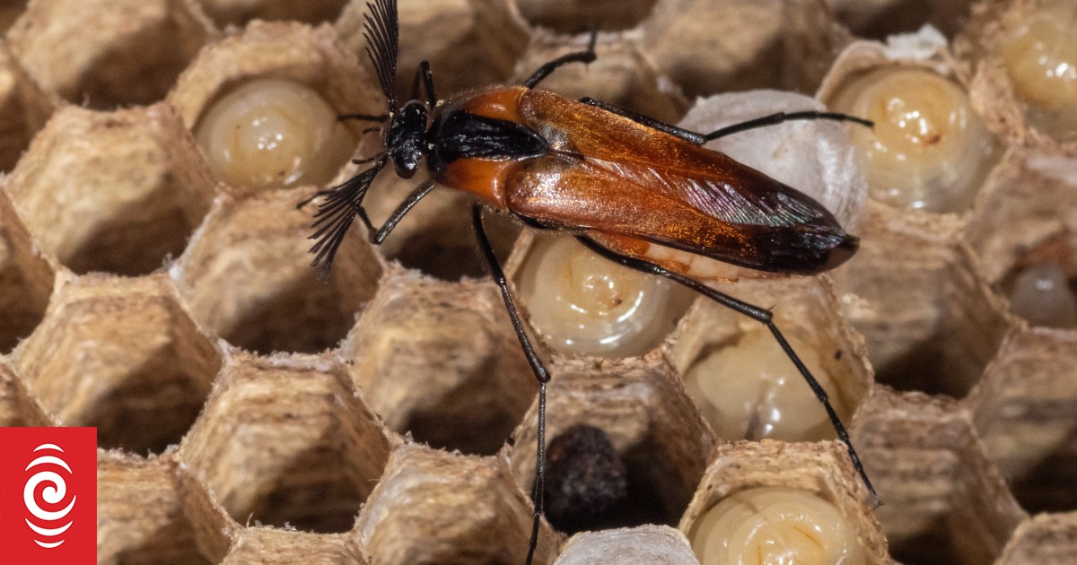 Environmental "weapons" approved to deal with wasps | RNZ