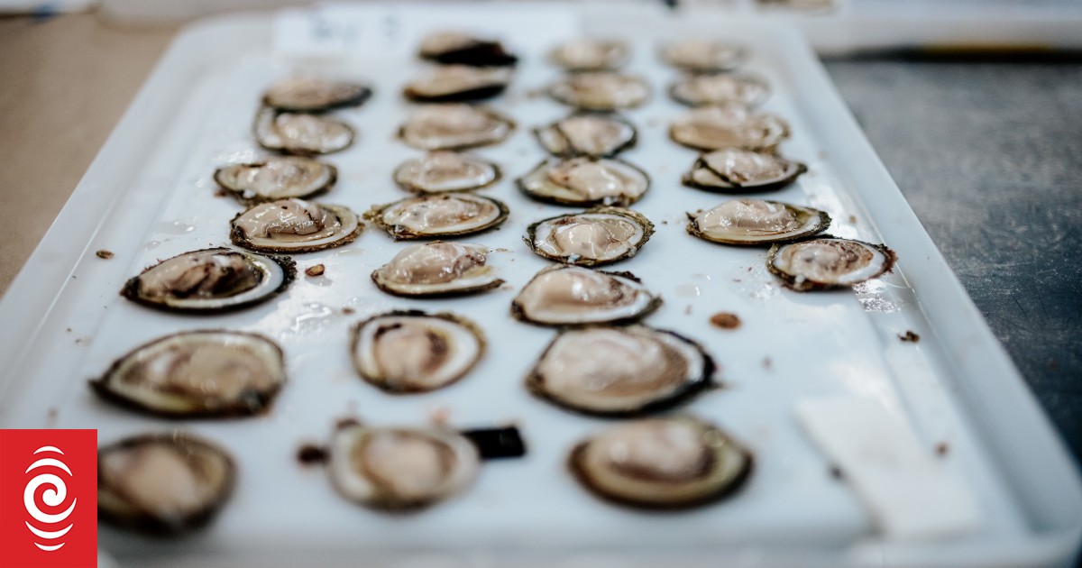 Oyster parasite Bonamia ostreae in Foveaux Strait: No further cases ...