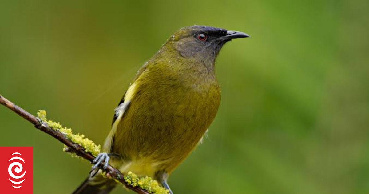 How to identify New Zealand birds by their song | RNZ